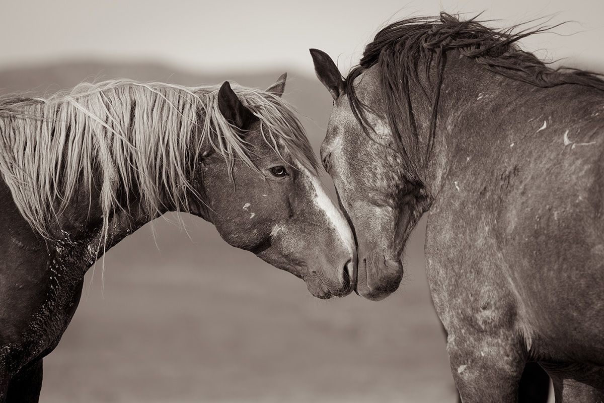 Equal Us - Equus – Kimerlee Curyl Wild Horse Photography